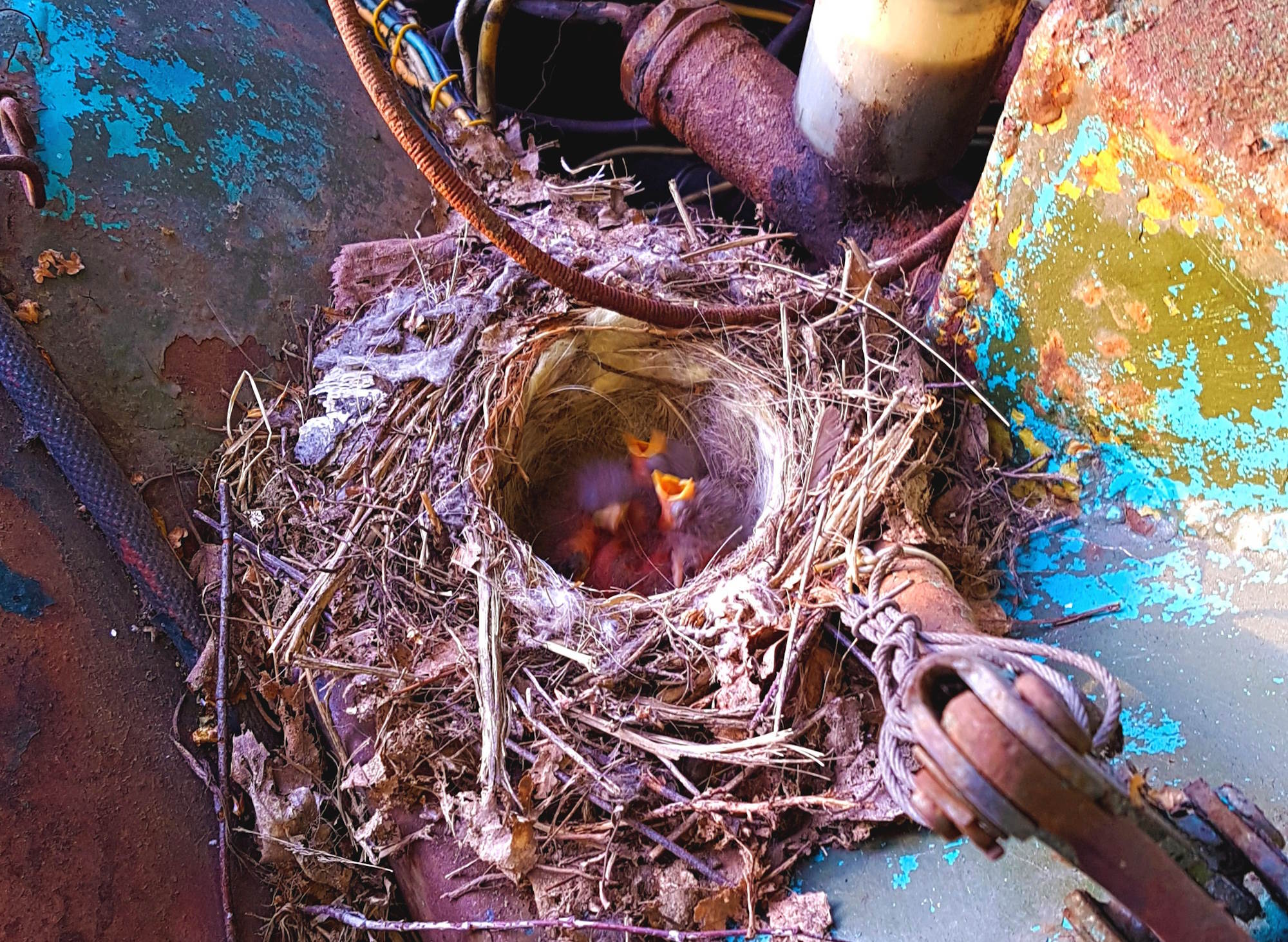 Help, I have animals nesting in my car!