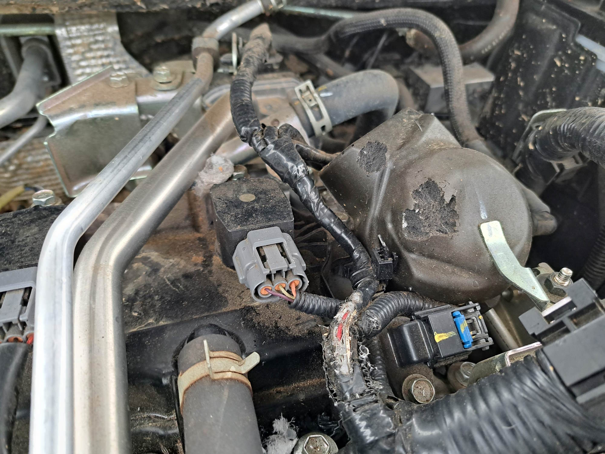 Help, I have animals nesting in my car!