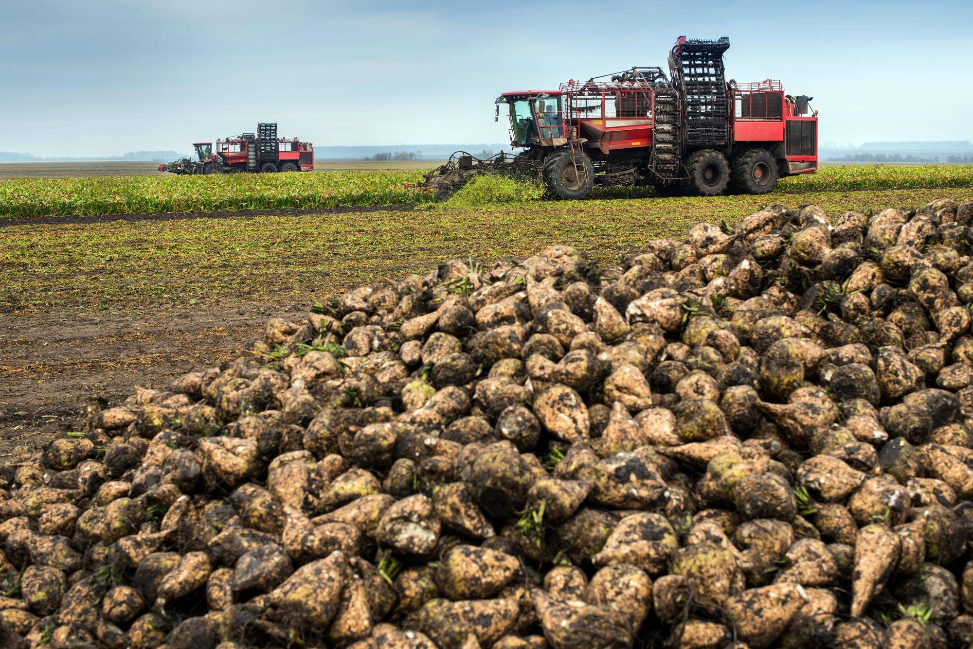 Sugar Beet Harvester Road Operations